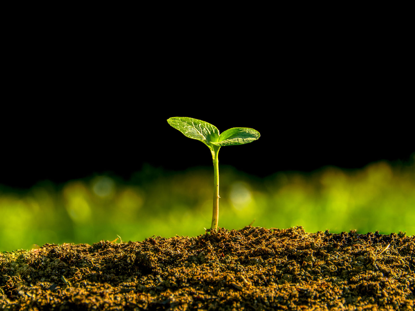 O poder da luz I Diário Espiritual I Leia o trecho em Mc 4, 21-25